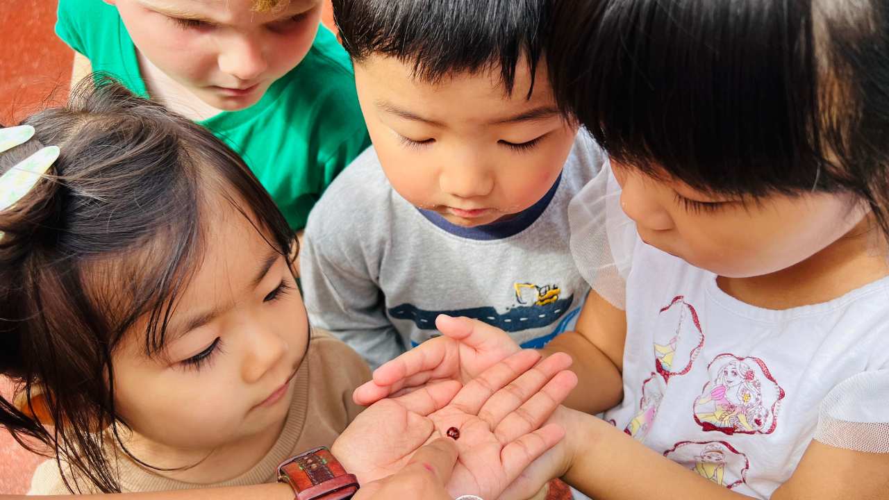 Comparing Preschool Choices in Japan